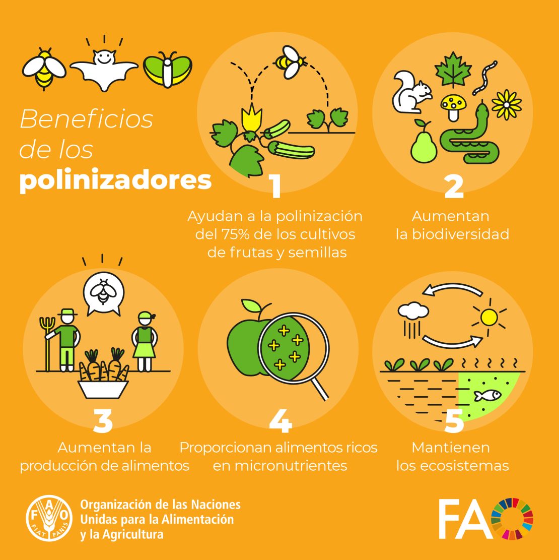 ¿Por qué necesitamos a los polinizadores? | Ecosistemas